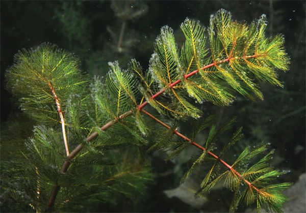Eurasian Watermilfoil – Dunany